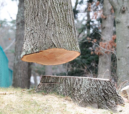 3 Key Benefits of Tree Stump Removal in Melbourne! | by ...