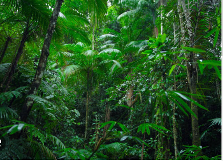 The Amazon Jungle | Secrets of the World’s Largest Rainforest | by ...