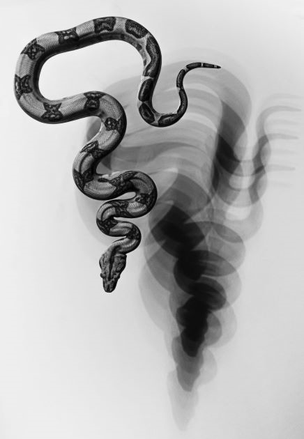 The Good Snake Has to Hiss!. Spirituality in Action: I Realized That ...