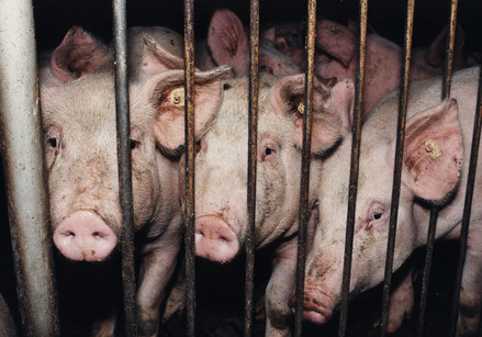 Animal Ethics. A survey of issues | by kungfuhobbit | Medium