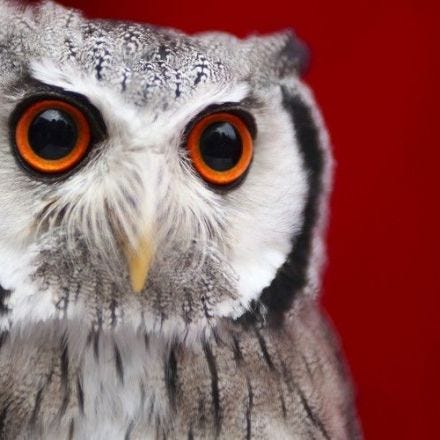 Superb Owl Sunday | by Snapzu Earth & Nature | Medium