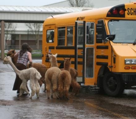 Allen the Alpaca: A fun poem. Allen the Alpaca, lived in Delaware, in ...