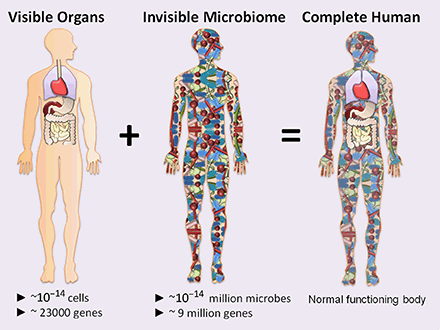 “Exploring the Human Microbiome”. Microbes That Call Us Home | by ...