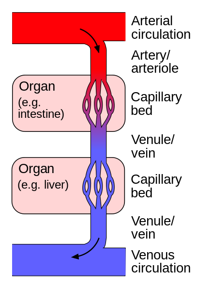 Portal system. the circulatory system of vertebrates… | by Aesthetic ...