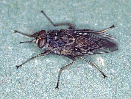 The Most Venomous Insects On Earth: Tsetse Flies | by Pravin M1989 | Medium