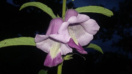 Exploring the Rare Herb: Sesamum Radiatum (Beni-seed) in Nigeria. | by ...