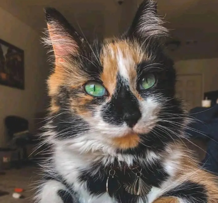 The best cat in the word have now group facebook jion us - the creator ...