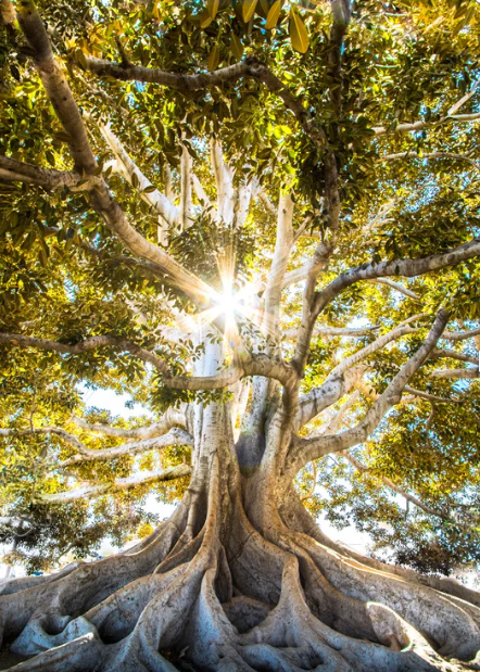 In this blog, I reflect on the wisdom of the banyan tree, as inspired ...