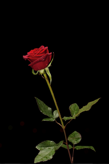 Introduction to Image Processing in Python with OpenCV | by mohammadfaizan | Medium