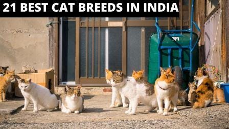 21 Best Cat breeds in India-PetFather | by Petfather | Medium