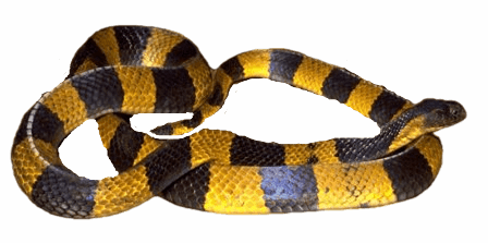 Banded krait snakes complete information - All Topics - Medium