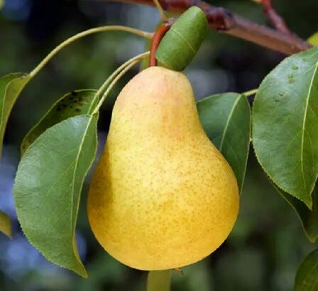 In Defense of Pears. A few weeks ago I decided to speak for… | by Don ...