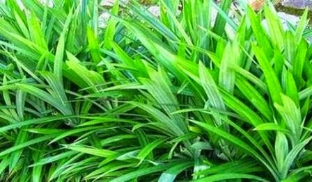 The Benefits of Screwpine Leaf. Exactly what are the benefits screwpine ...