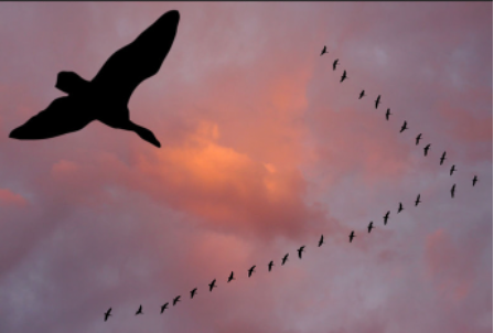 The Science Behind Geese’s V-Formation: Unraveling Nature’s Aerial ...