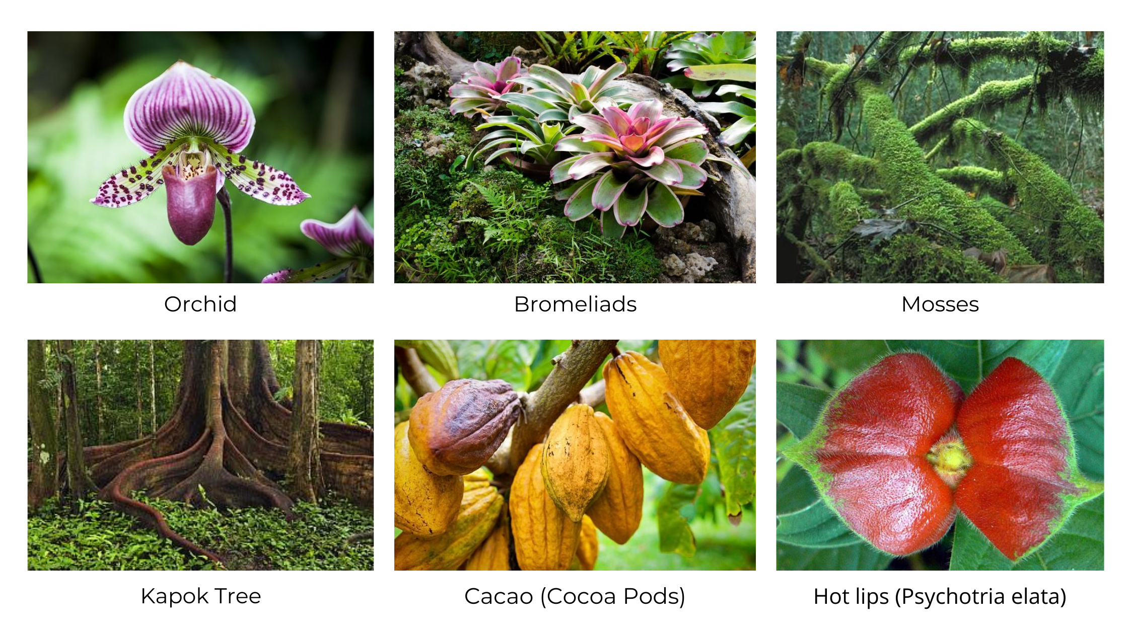 Tropical Rainforest Plants Collage