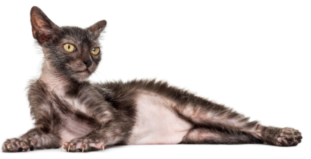 Lykoi: Weight, Colors, Lifespan, Health, Care Special Info | by Rodyw ...