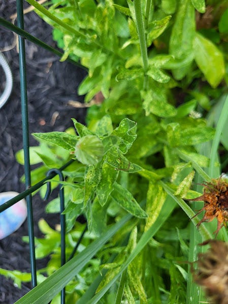 Five Signs Your Plant is Sick or Dying | by Angela W. | Medium