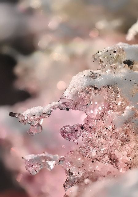 February Frost. Ice crystals crept Unrelentingly Across… | by Mystk ...