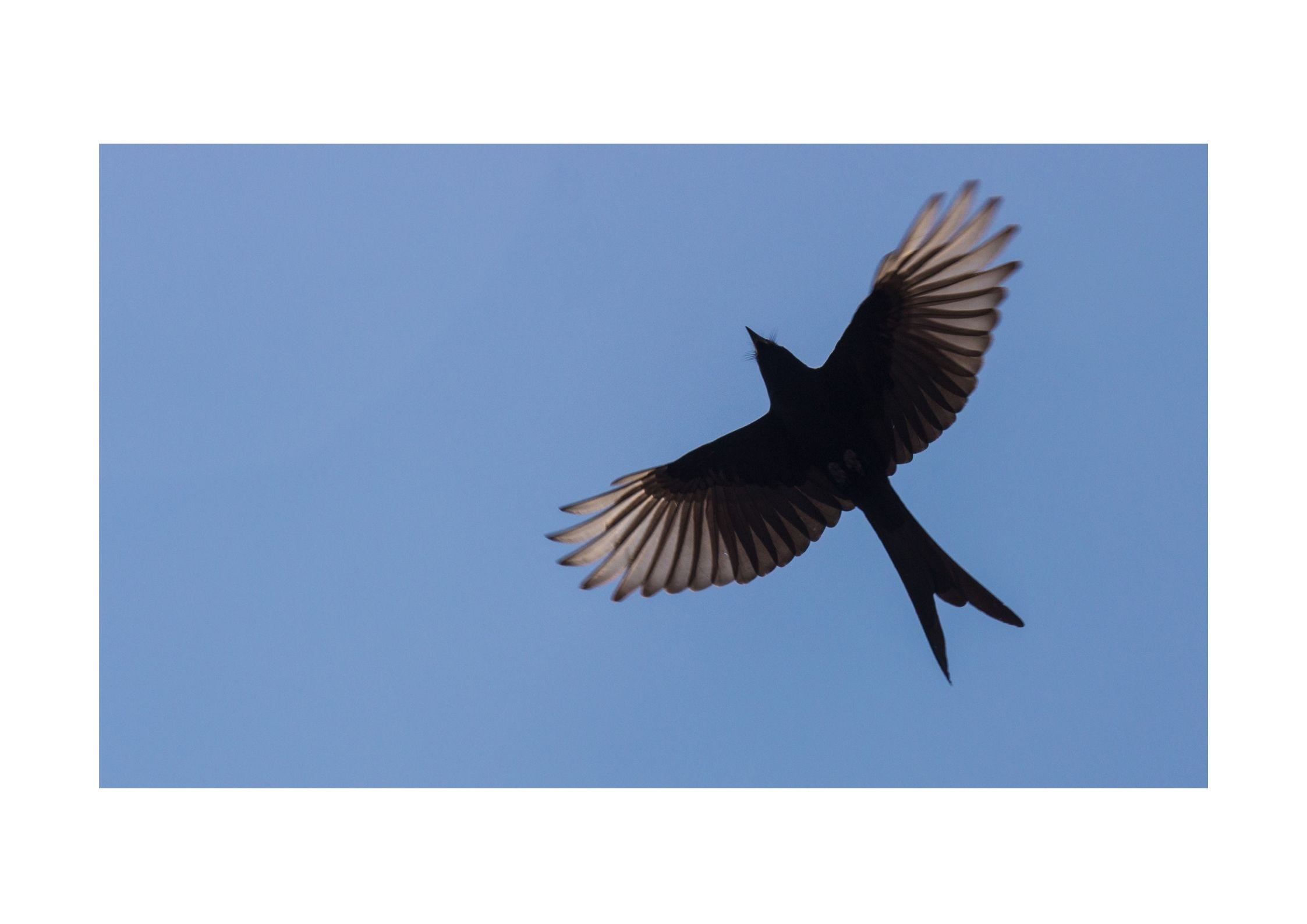 Black Bird Flying
