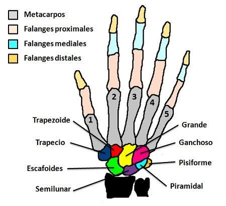 estructura de manos. Dibujo de líneas teniendo en cuenta una… | by ...