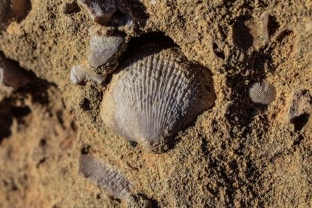 This is on a Need to Know Basis: 70 Million Years Ago the Year Was 372 ...