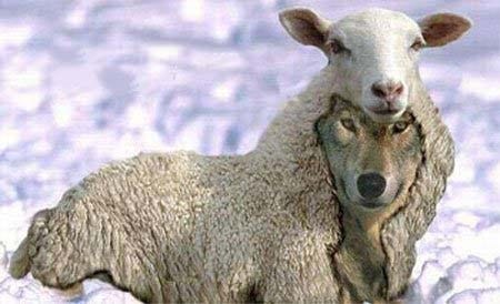 Sheep Vote for Wolves. “A nation of sheep will soon beget a… | by Mark ...