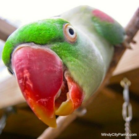 Hookbills, hardbills, softbills & waxbills — just the feathered ...