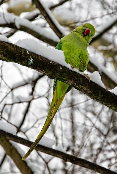 Best Practices for Heating an Outdoor Bird Aviary | by Mitch Rezman ...