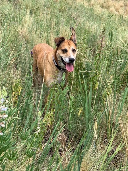 Henry, In Memoriam. Henry dog left us around his eleventh… | by ...