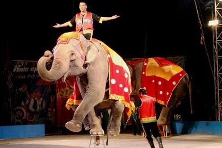 A Visit to A Circus Show | by Oumaima Elbakkali | Medium