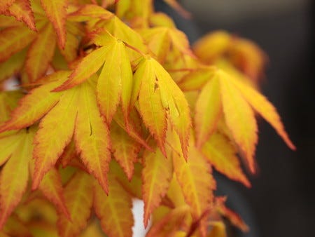 Acer palmatum Summer Gold: A Radiant Addition to Your Garden | by Henna ...