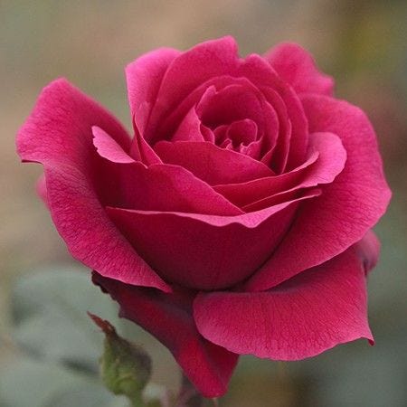 The Rose. George closed the door to the upstairs… | by Christine Costa ...