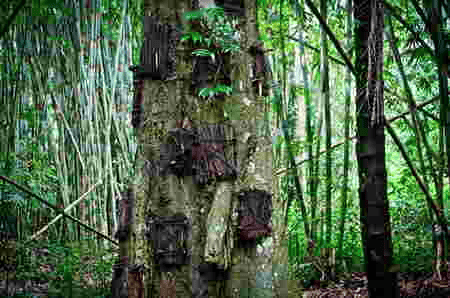 The Trees That Cradle Souls. This morning, in my quiet time, I was ...