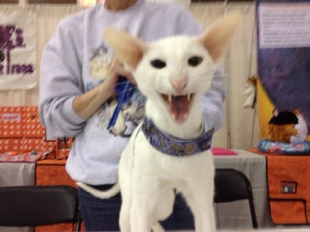 Lovers of Cats & Things Furry, Beware | by Jay Krasnow | the Cafe