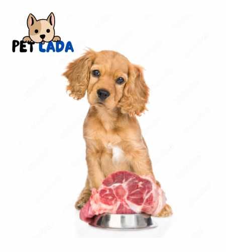 Can Dogs Eat Raw Chicken?. Can Dogs Eat Raw Chicken is a… | by Pet Lada | Medium