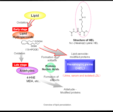 LIPIDS PEROXIDATIONS. Lipid peroxidation is a process under… | by Ali ...
