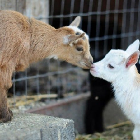 The Surprising Reasons Why Left Foot Farm’s Goat Milk Is NOT Organic ...