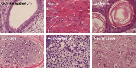 Of science and cells. My name is Alex. I am a Ph.D. student… | by Alex ...
