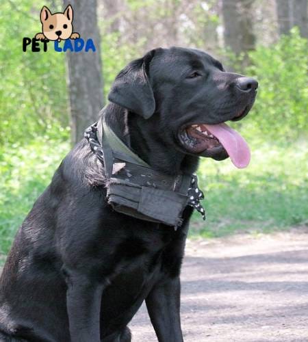 Cane Corso Dog Breed : History, Personality, Grooming | by Pet Lada | Medium
