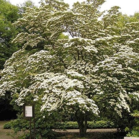 The dogwood tree. I’ve known a beautiful lady for… | by Michael ...