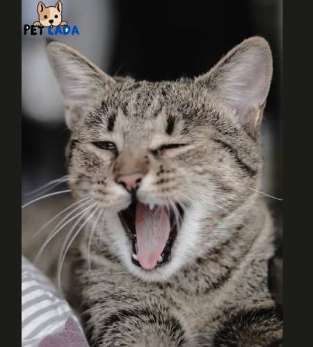 What Does It Mean When a Cat Licks You? | by Pet Lada | May, 2023 | Medium