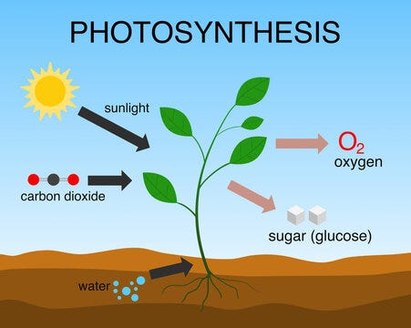 The process of photosynthesis in plants | by Mohsinaziz | Jun, 2023 ...