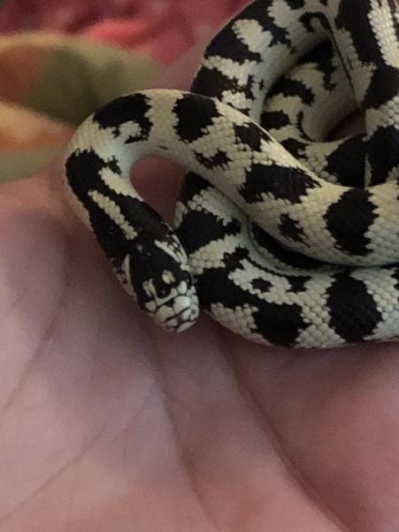 Snakes Are Cool. In a moment of madness and loneliness… | by Charlotte ...