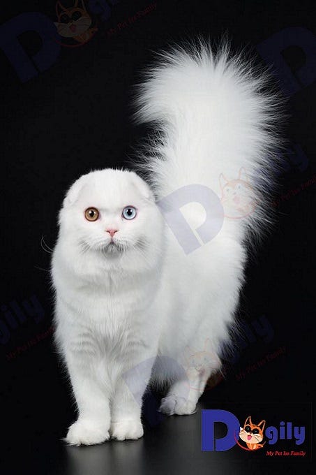 Mèo Scottish Fold tai cụp - Nguồn gốc, đặc điểm, cách nuôi và giá bán ...
