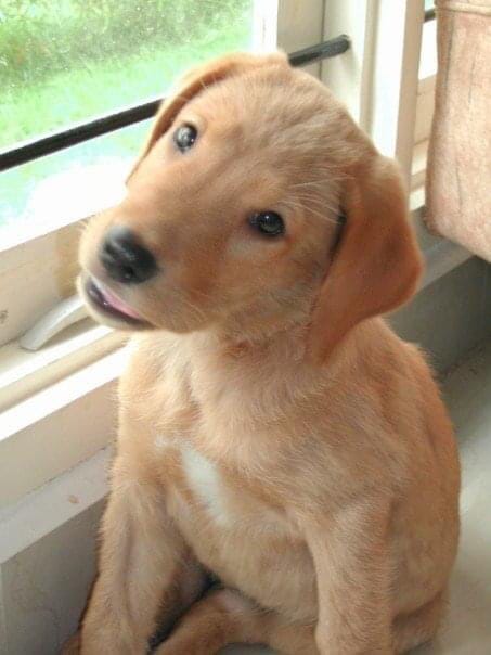 Life lessons from a dog named Max- Part 2. | by Nischinthsdad | Medium