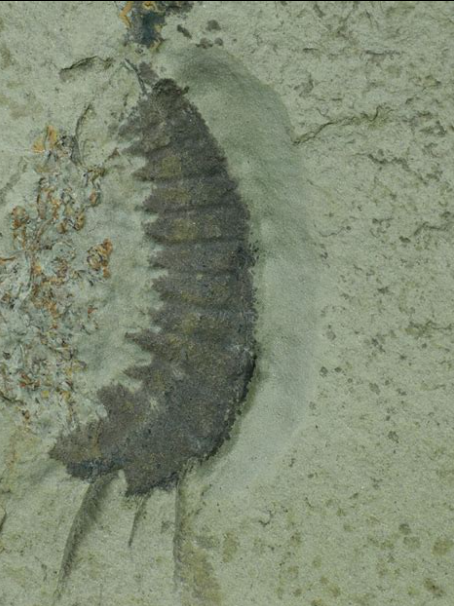 Anomalocaris — The Apex Predator of the Cambrian Seas | by Chrystal ...