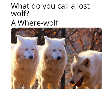 15 Wolf Memes That Will Make You Howl with Laughter - Chameleon Memes - Medium