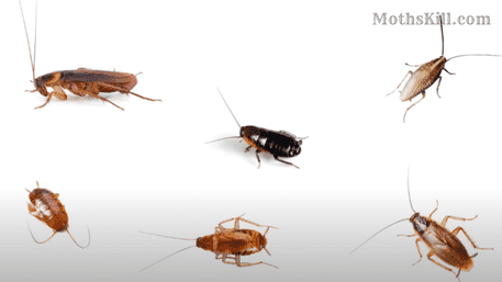 Cockroach-Free Home: How to Get Rid of Cockroaches - Moths Kill - Medium