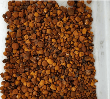 What are Cattle Gallstones and Their Uses? | by Driedseahorse | Medium