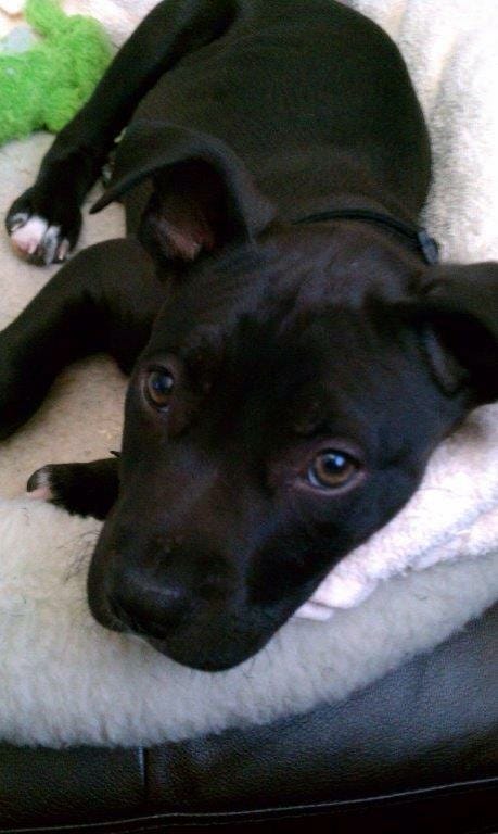 How Angus, our Disabled Dog, Slapped Adversity in the Face…… Part 1 ...